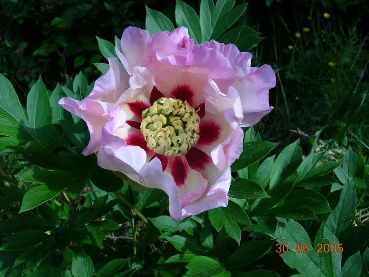 P. Itoh-hybrid. Pastel Splendor - Pionbutiken