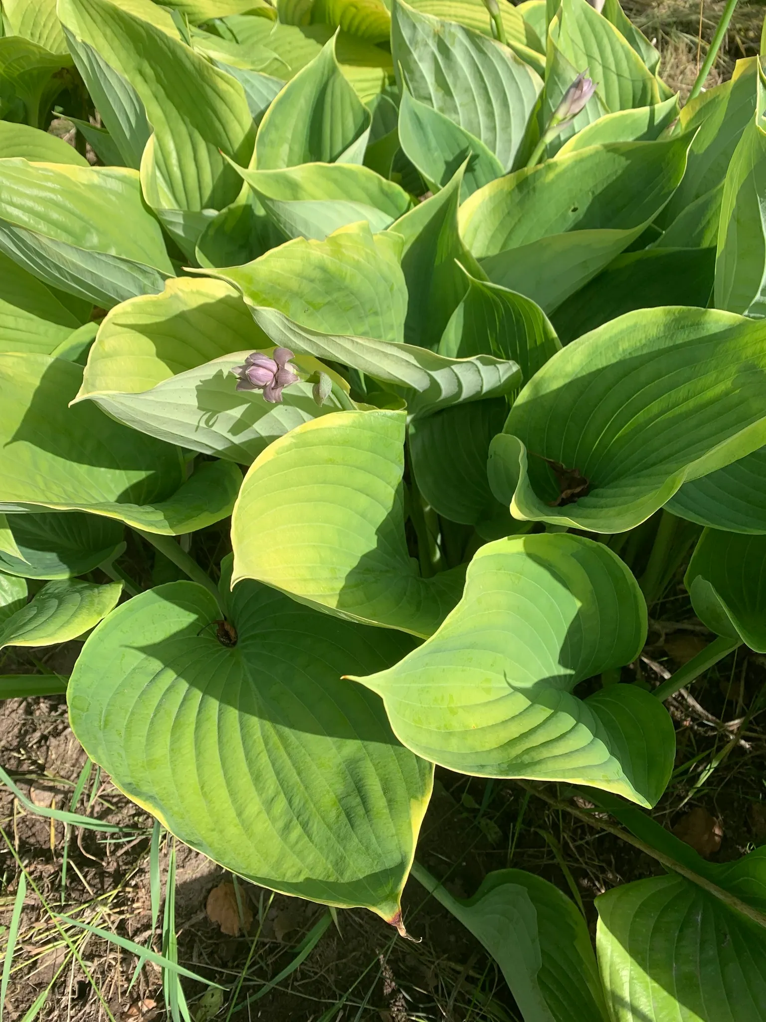 Hosta / Funkia LADY ISOBEL BARNETT - Pionbutiken