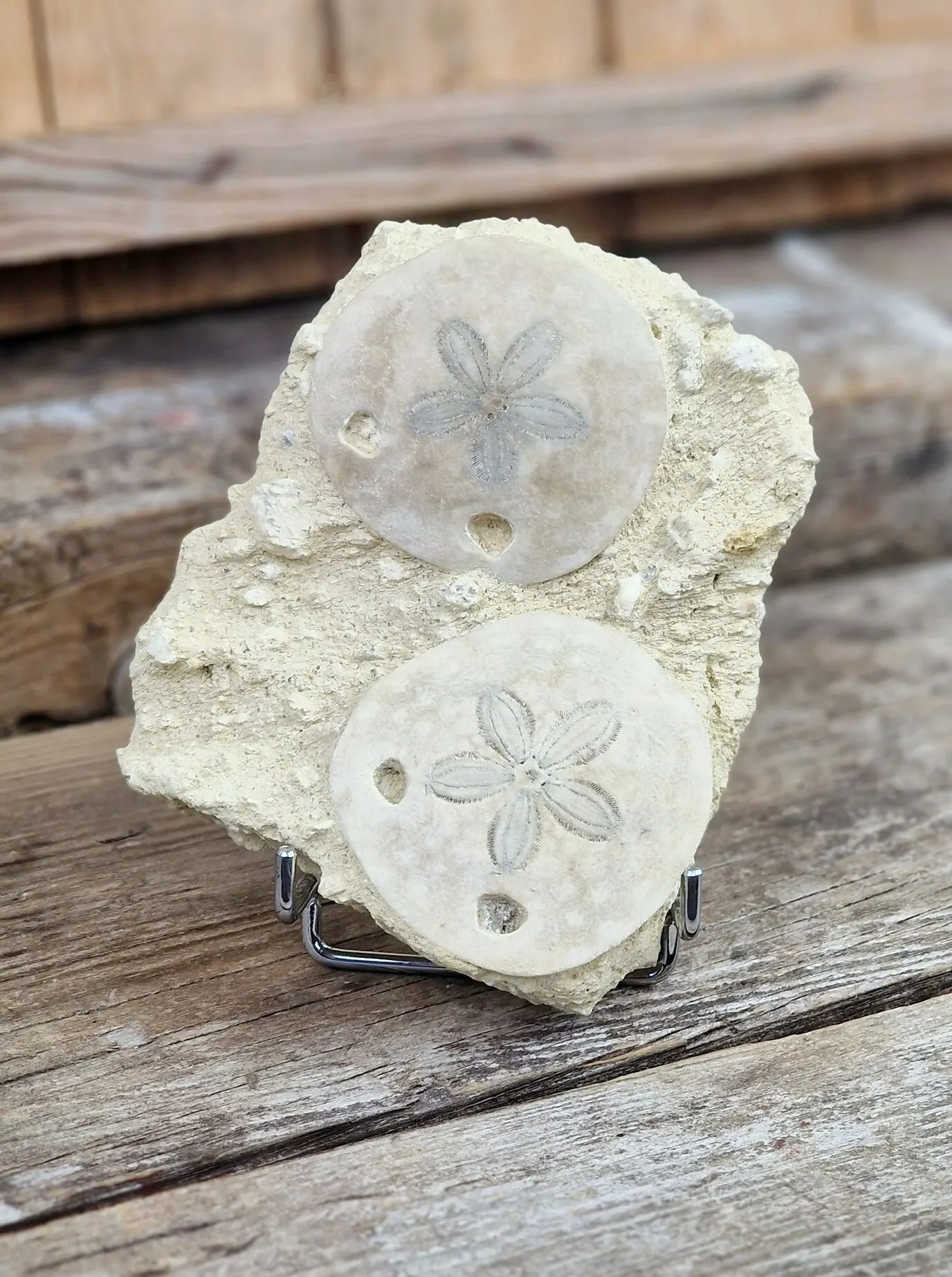 Scutella Sjöborre fossil #1 - KristallerStenar