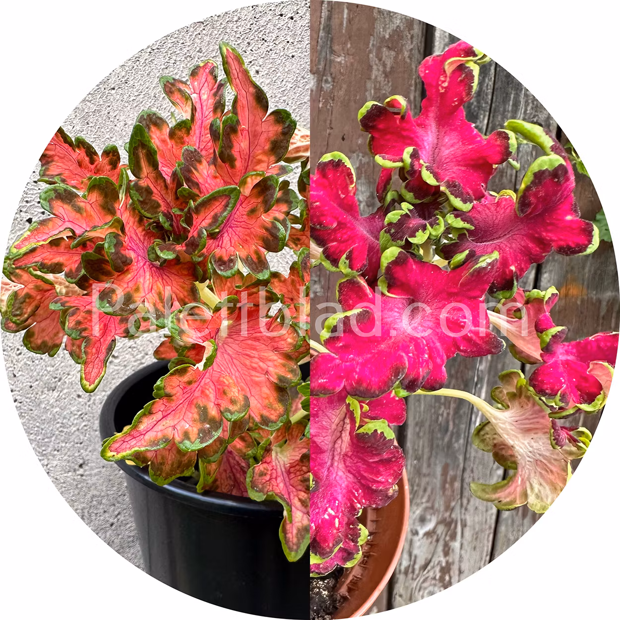 Colocha Mix 10 semillas - Palettblad.com