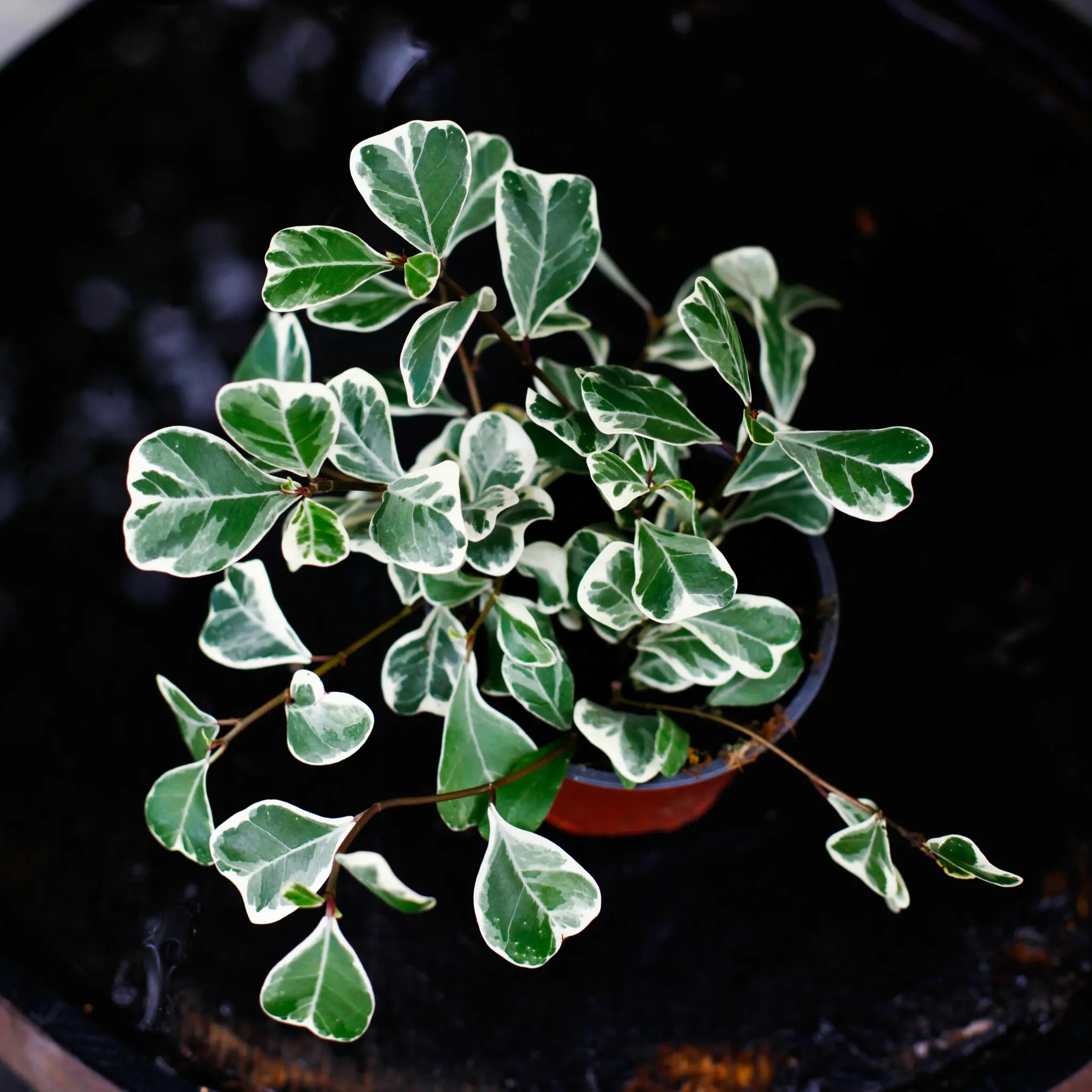 Ficus 'Sweetheart' 12 cm - Klorofyllverket – Gröna växter online