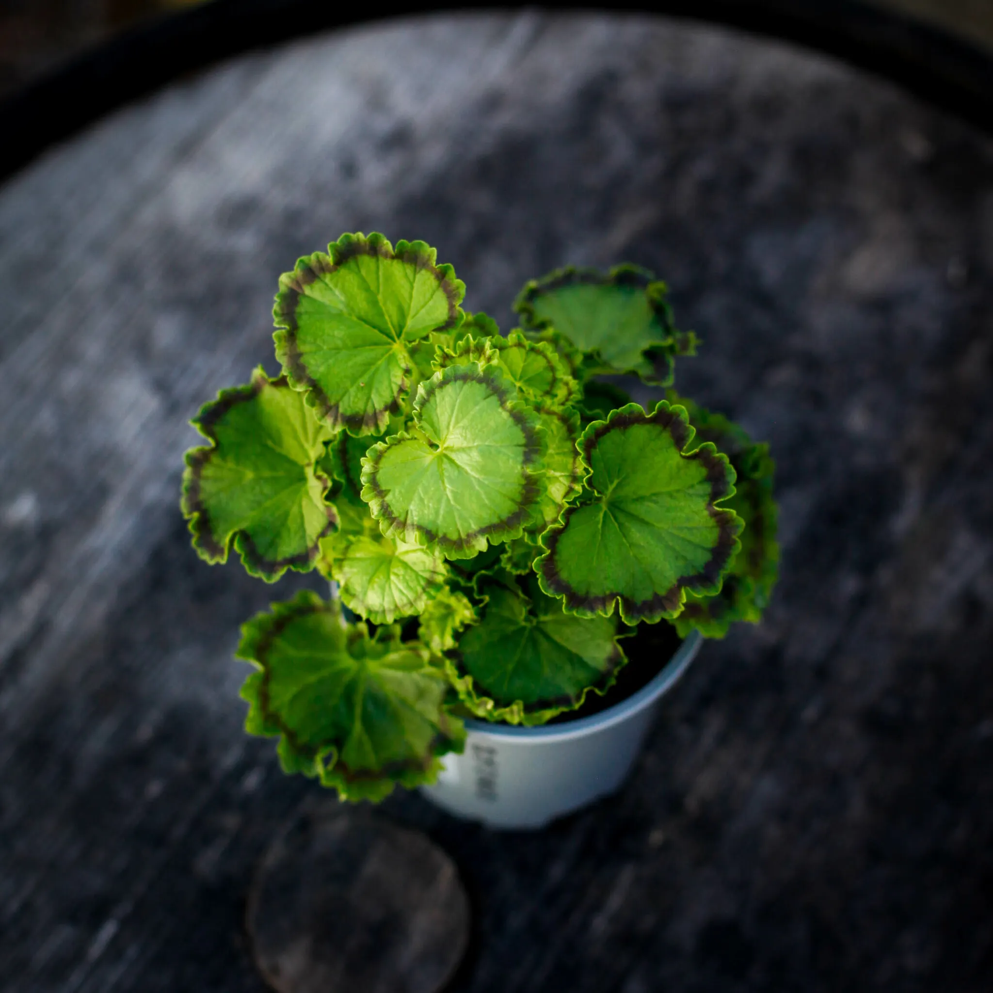 Pelargonium 'Distinction' 10,5 cm - Klorofyllverket – Gröna växter online