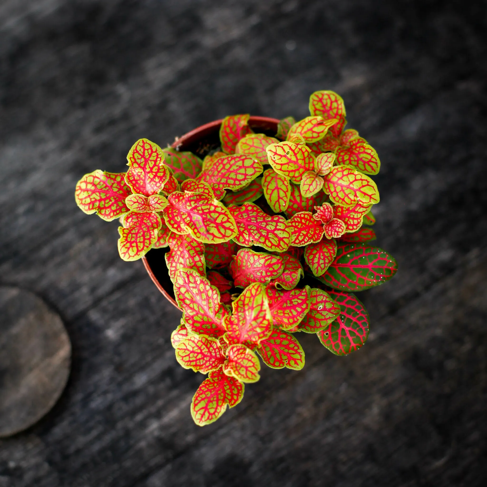 Fittonia 'Ruby Lime' 8,5 cm - Klorofyllverket – Gröna växter online