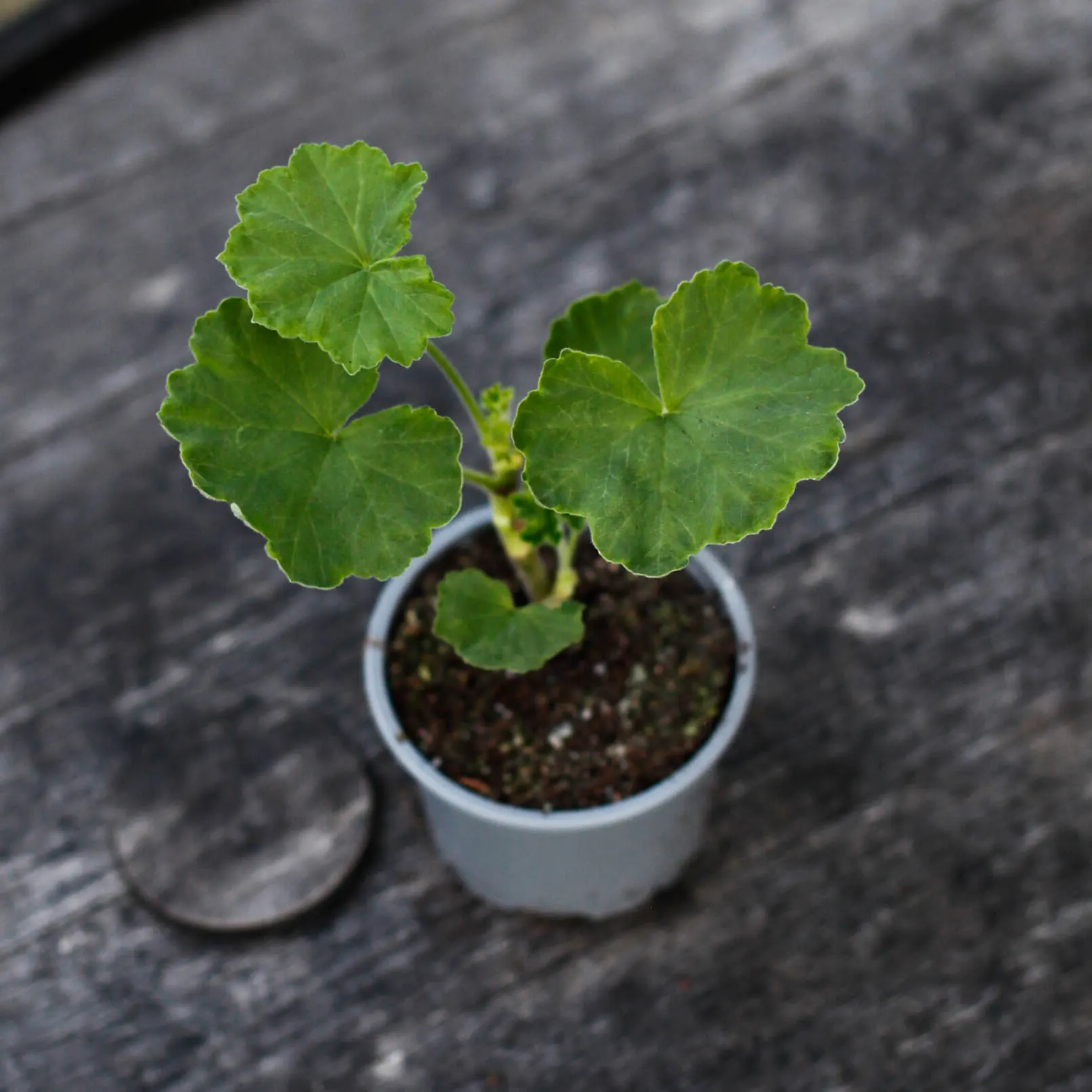 Pelargonium 'Mr Wren Splash' 8 cm - Klorofyllverket – Gröna växter online