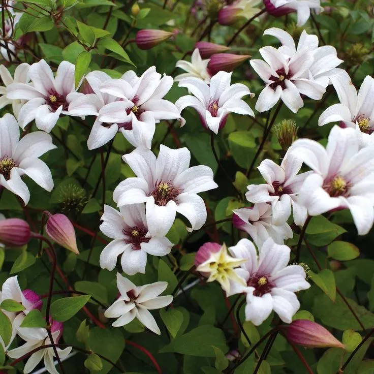 Clematis Princess Kate - TagesiSöndraby