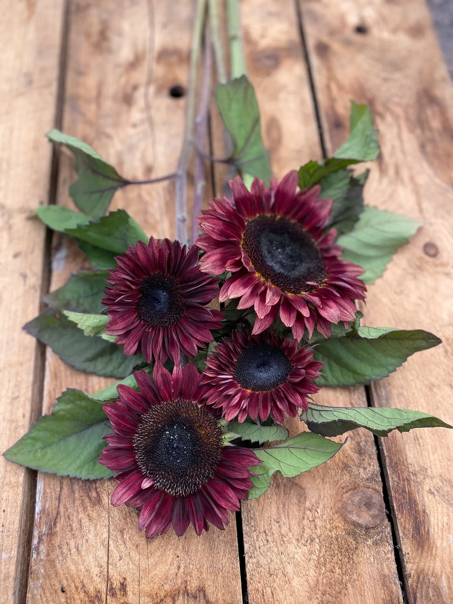 Solros Pro Cut Red F1 - Jordnära Fröer • Blomsterfrö online • Odla blommor