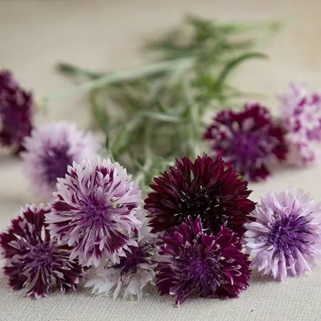 Blåklint Classic Magic - Jordnära Fröer • Grow Flowers • Slow flowers