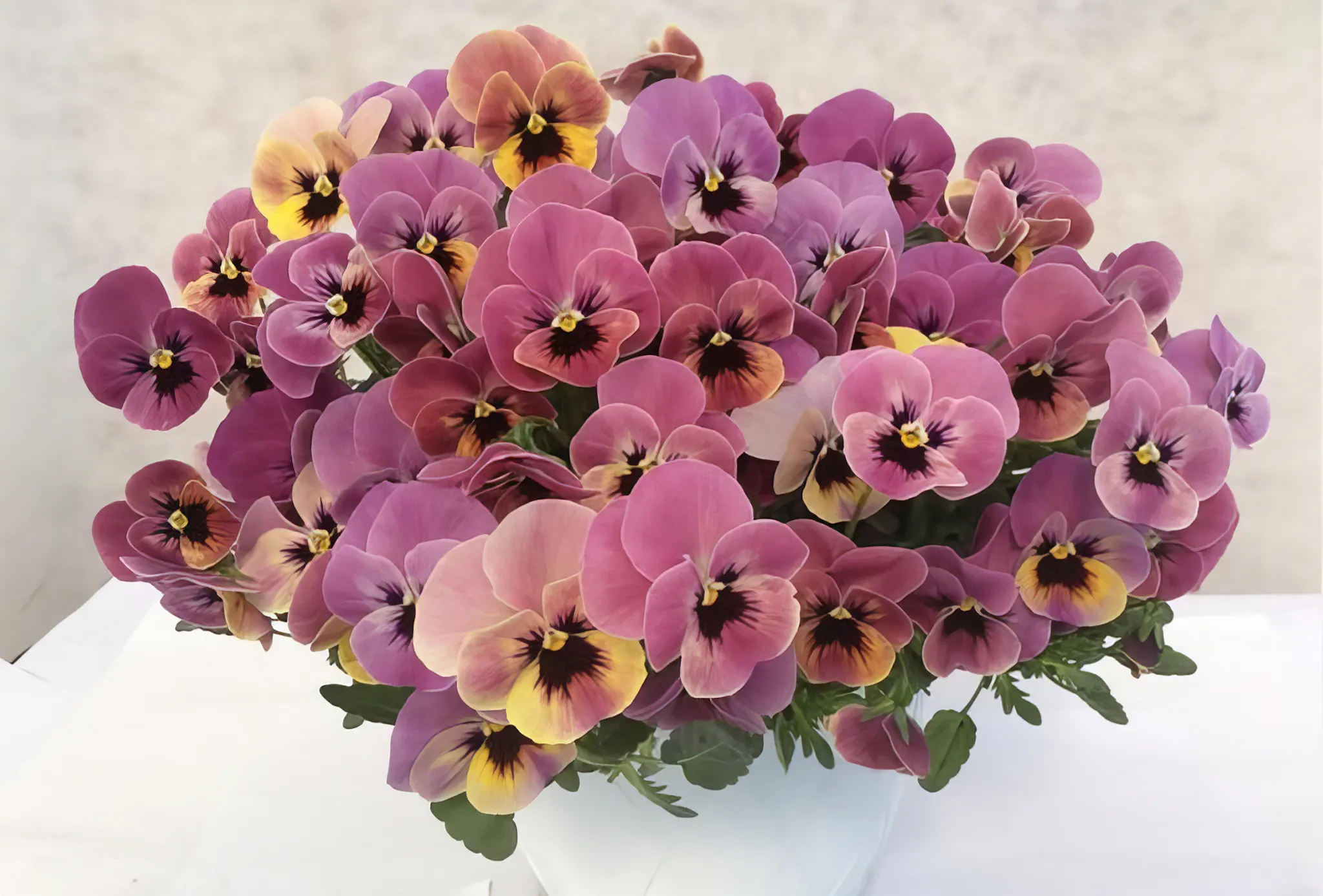 NYHET! Viol Pandora Rose Box - Jordnära Fröer • Blomsterfrö online ...