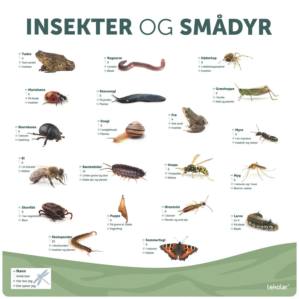 Læringstavle Insekter og smådyr - lekolar-reuse