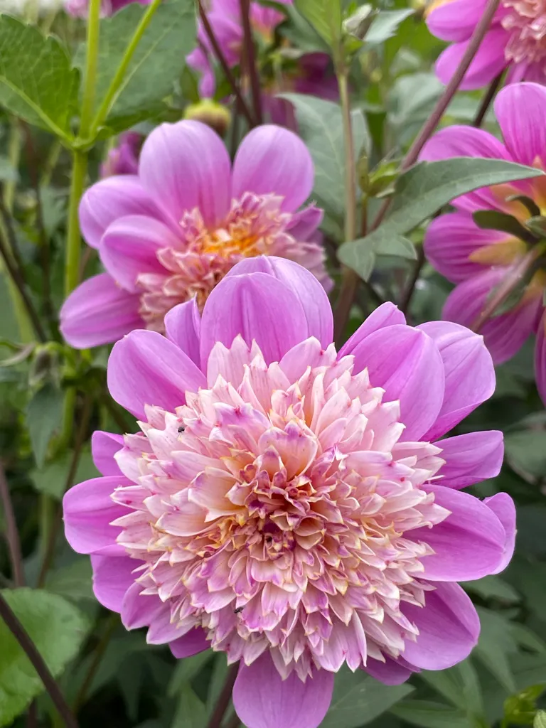 Dahlia Take Off - Humlets Trädgård & Design