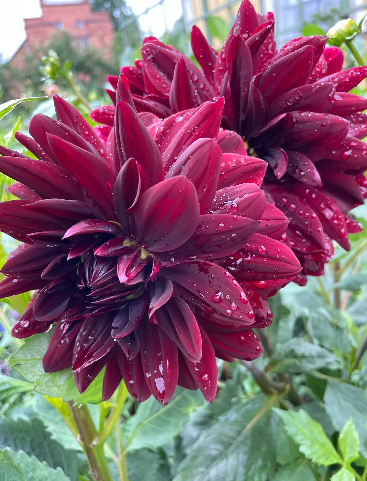 Dahlia Sam Hopkins - Humlets Trädgård & Design
