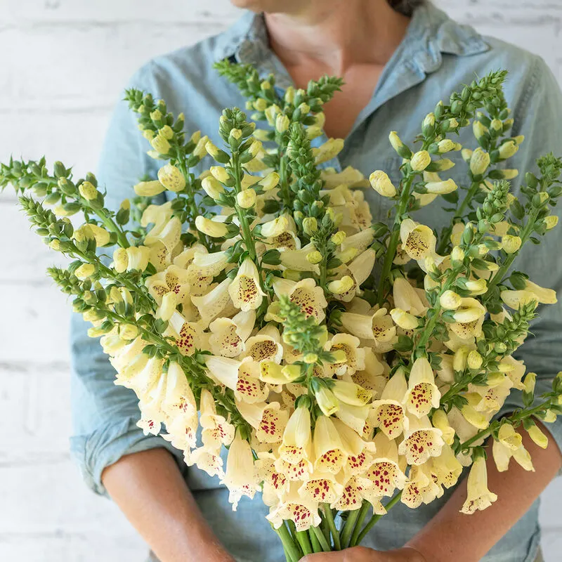 Fingerborgsblomma Camelot Cream - N Floralis